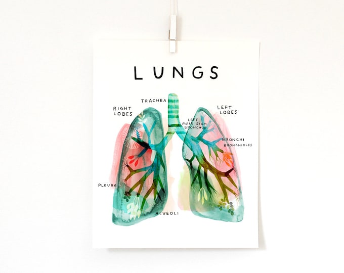 Anatomical Lungs Print - Etsy