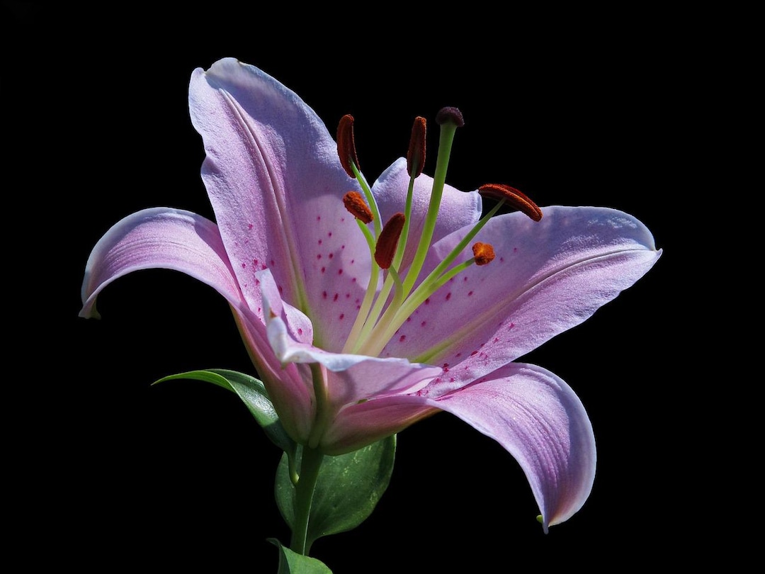 1 Rose Lily Flower Bulb Easy to Grow LL011 - Etsy
