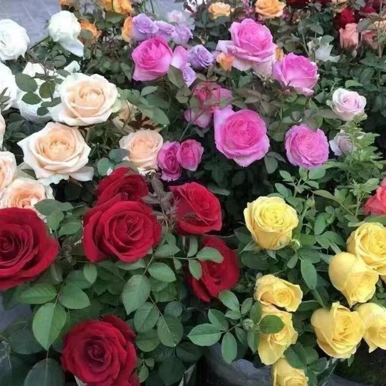 20pcs/pack, Beautiful Rose Rosa Flower Seeds RS220 - Etsy