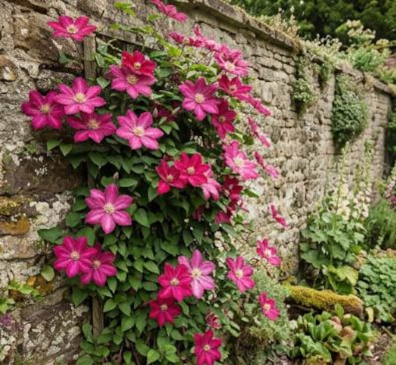 20pcs/pack, Double Clematis Flower Seeds Clematis Vine Seeds XT101 - Etsy