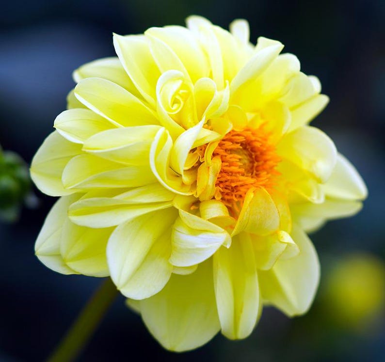 20pcs/pack, Dahlia Flower Seeds DF116 - Etsy