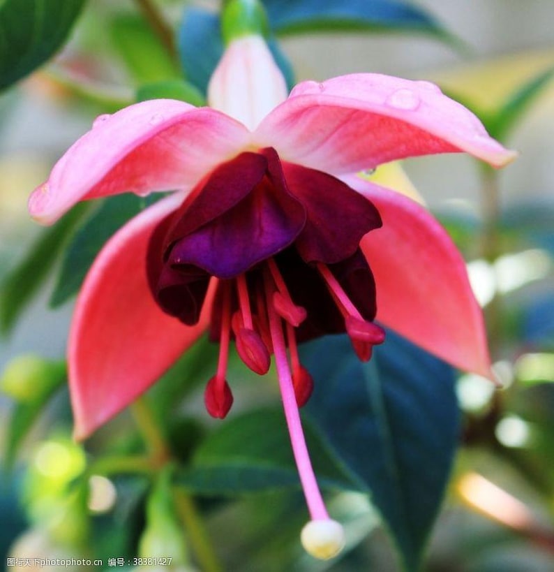 20pcs/pack, Fuschia Seeds Flowers Seeds DG011 - Etsy