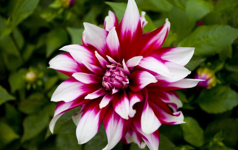 20pcs/pack, Dahlia Flower Seeds DF116 - Etsy