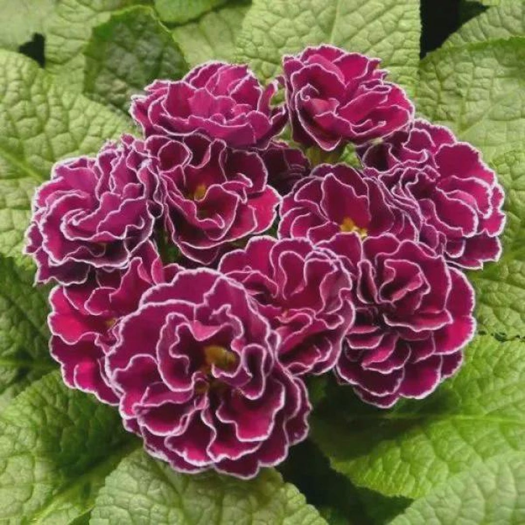 20pcs/pack, Double English Primrose Primula Vulgaris Flower Seeds EF057 ...