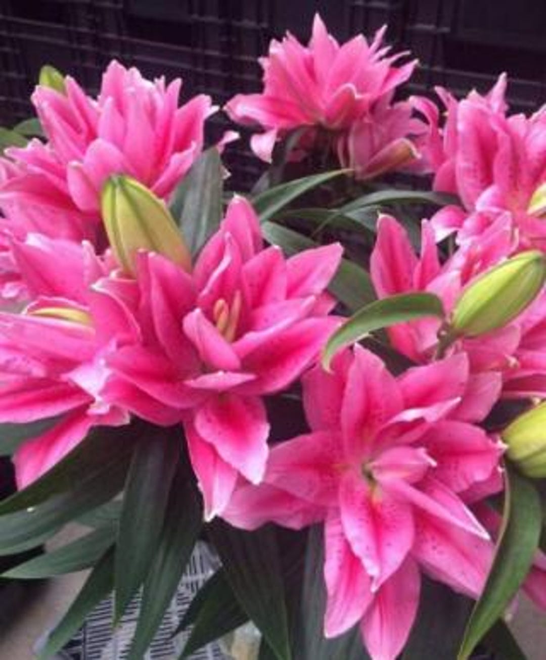1 Rose Lily Flower Bulb Easy to Grow LL030 - Etsy