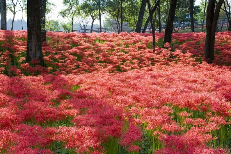 1 Lycoris Radiata Flower Spiderlily Bulbs SF003 - Etsy