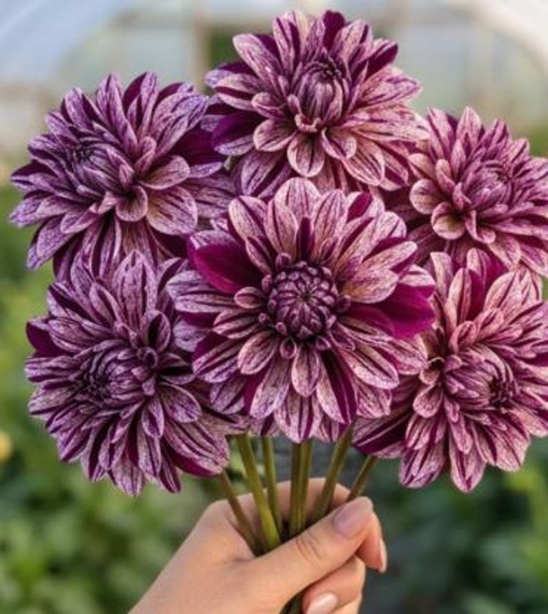 20pcs/pack, Dahlia Flower Seeds DF115 - Etsy