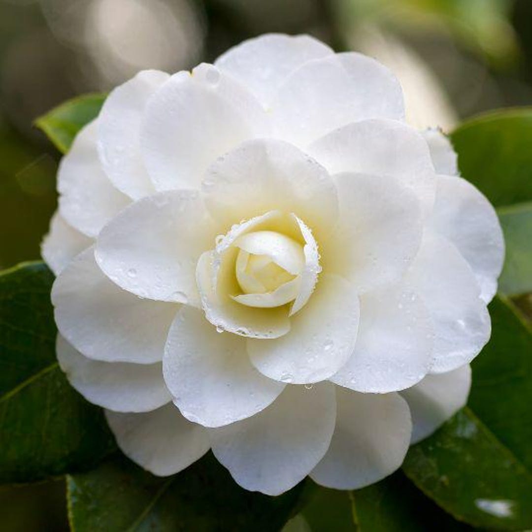 10pcs/pack，camellia Japonica Flower Seeds CJ006 - Etsy