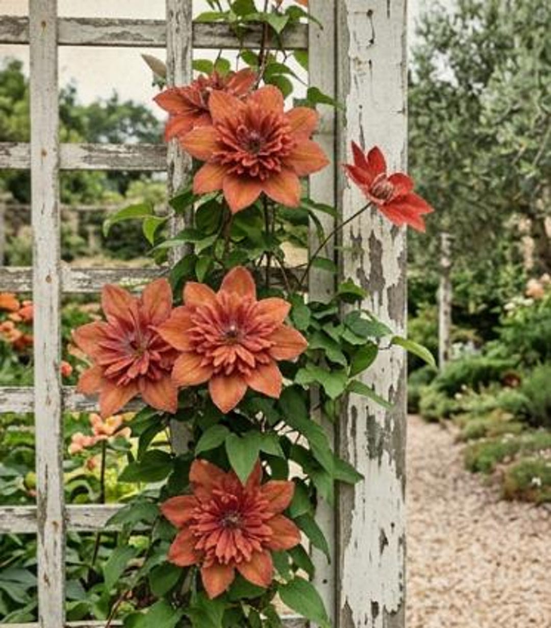 20pcs/pack, Double Clematis Flower Seeds Clematis Vine Seeds XT101 - Etsy