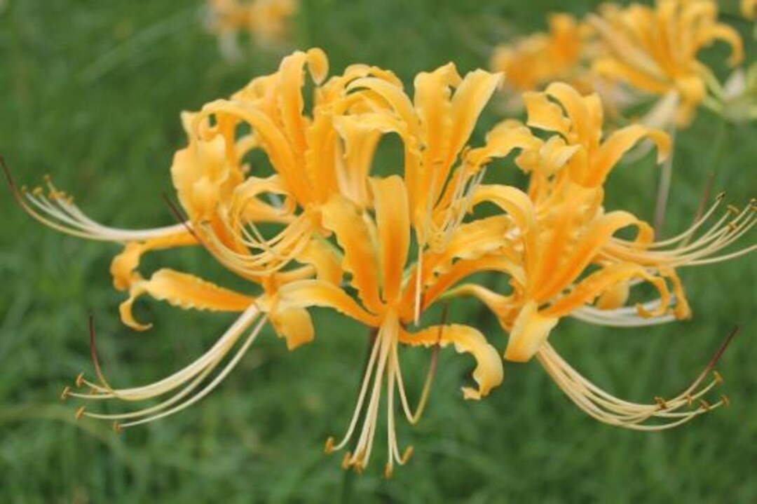 1 Lycoris Radiata Flower Spiderlily Bulbs SF004 - Etsy