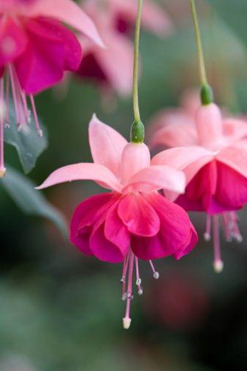 20pcs/pack, Fuschia Seeds Flowers Seeds DG011 - Etsy