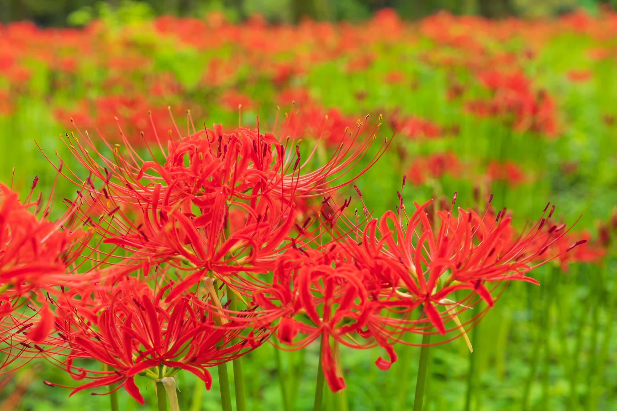 1 Lycoris Radiata Flower Spiderlily Bulbs LRF002 - Etsy