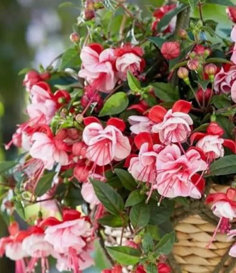 20pcs/pack, Fuschia Seeds Flowers Seeds DG012 - Etsy