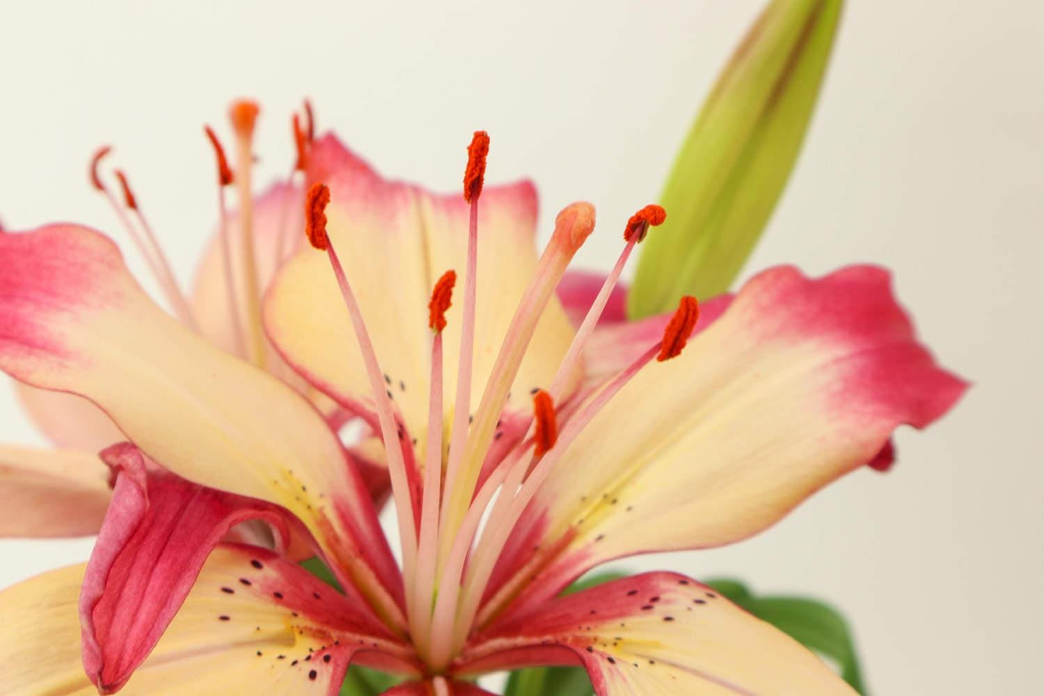 1 Rose Lily Flower Bulb Easy to Grow LL030 - Etsy