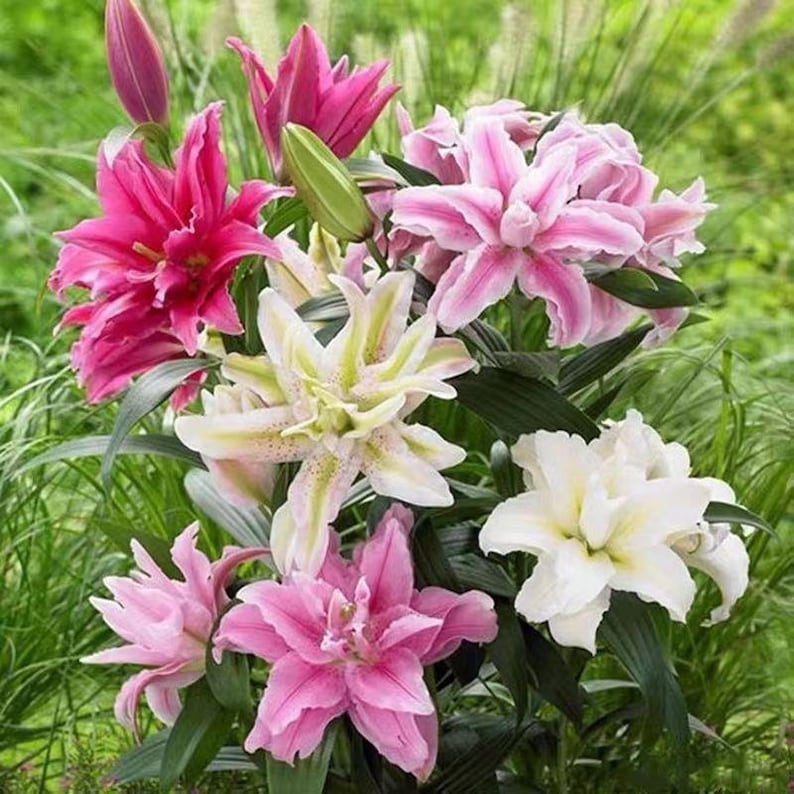 1 Rose Lily Flower Bulb Easy to Grow LL011 - Etsy