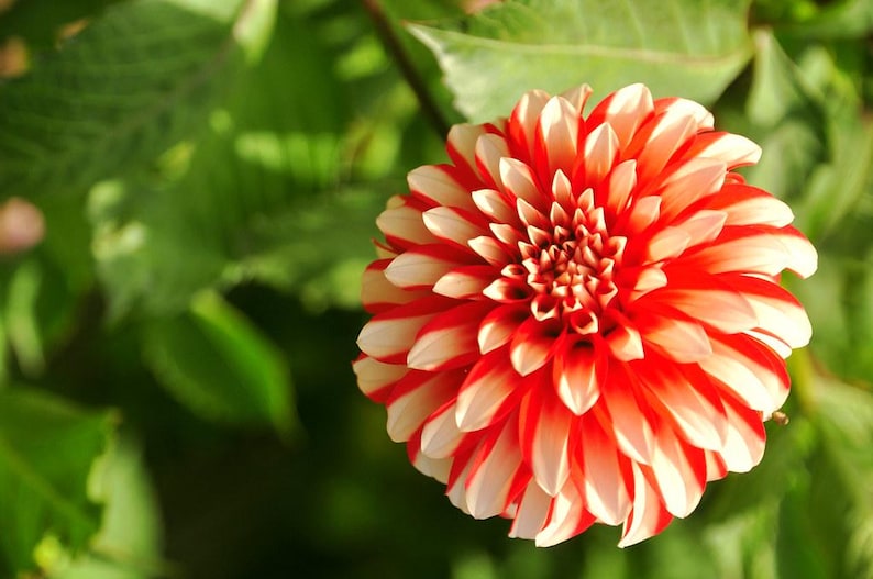 20pcs/pack, Dahlia Flower Seeds DF116 - Etsy