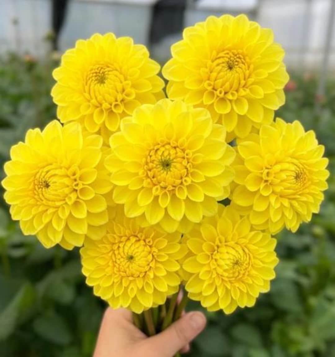 20pcs/pack, Dahlia Flower Seeds DF116 - Etsy