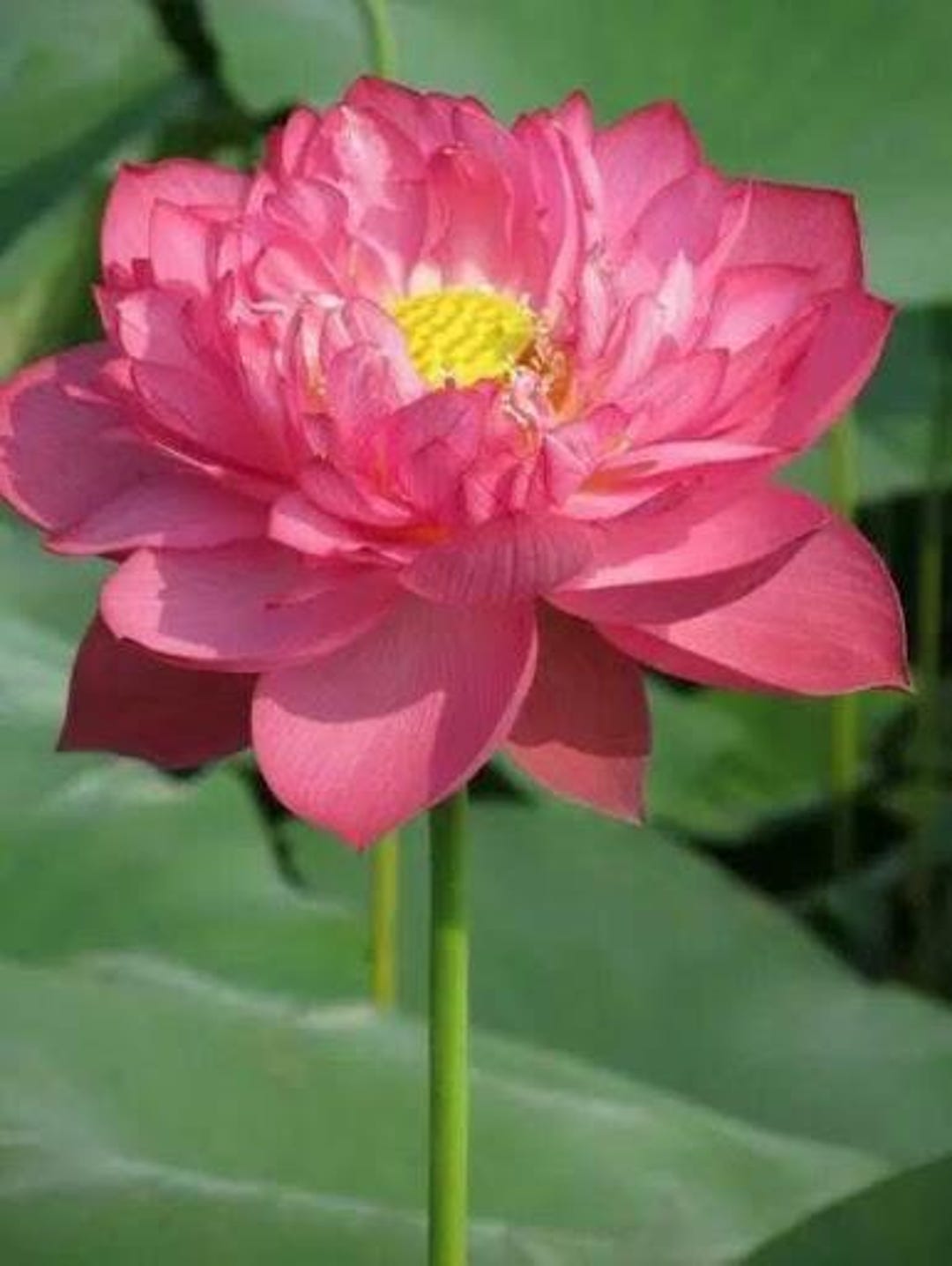 5pcs/pack, Beautiful Lotus Flower Seeds HF006 - Etsy