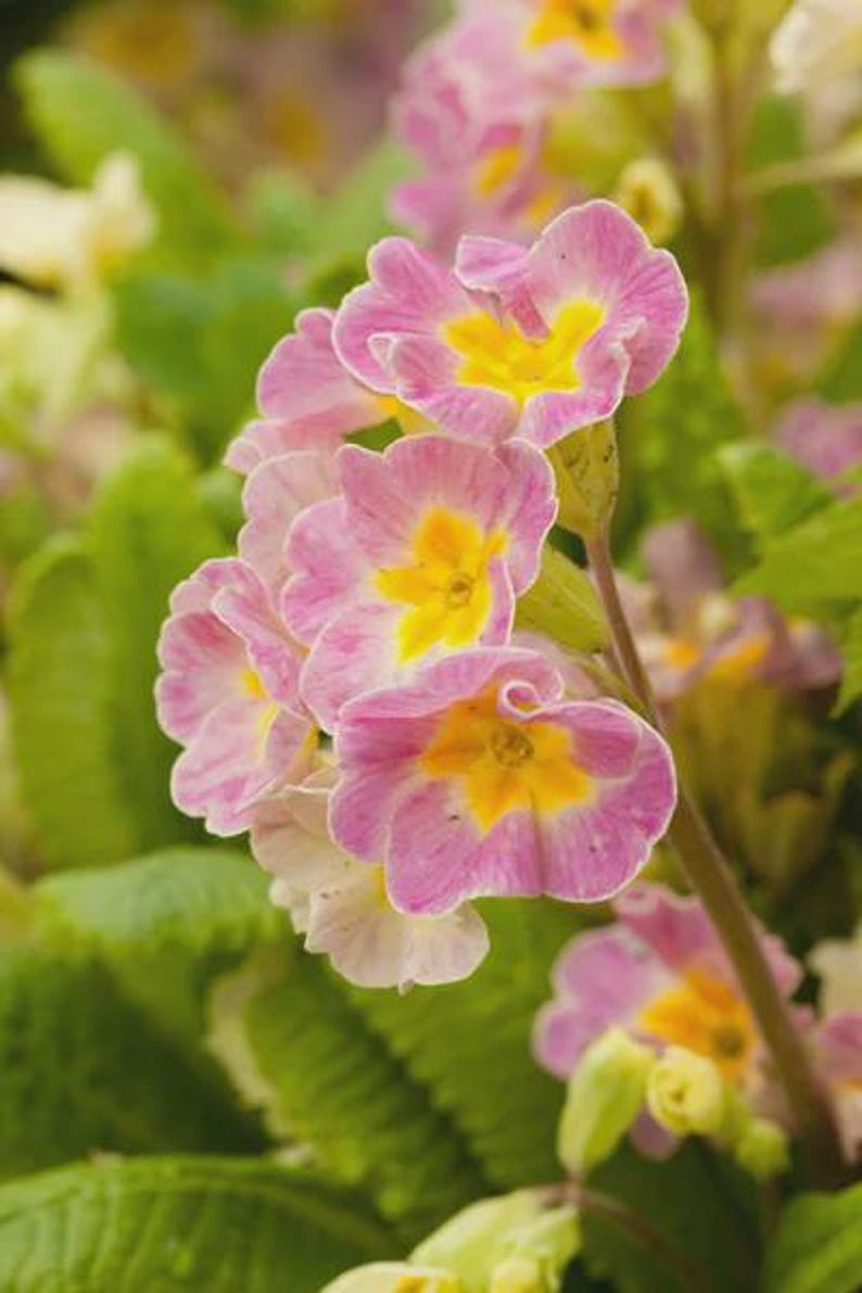 20pcs/pack, English Primrose Primula Vulgaris Flower Seeds EF054 - Etsy