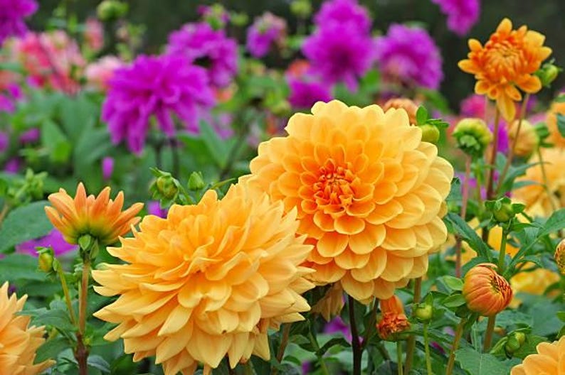 20pcs/pack, Dahlia Flower Seeds DF115 - Etsy