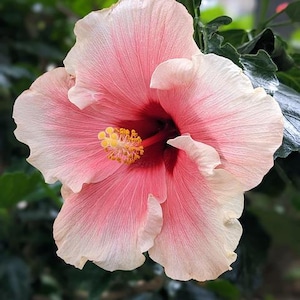 10pcs/pack, Hibiscus Seeds Flowers Seeds HS466 - Etsy
