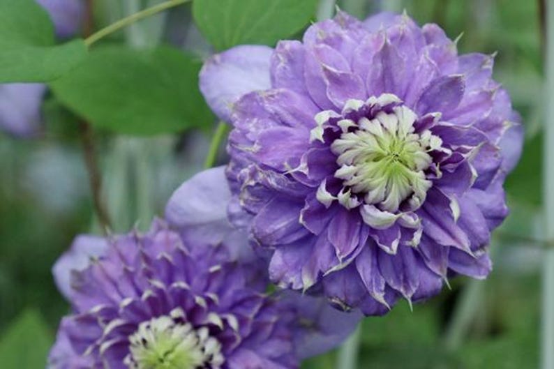 20pcs/pack, Double Clematis Flower Seeds Clematis Vine Seeds XT101 - Etsy