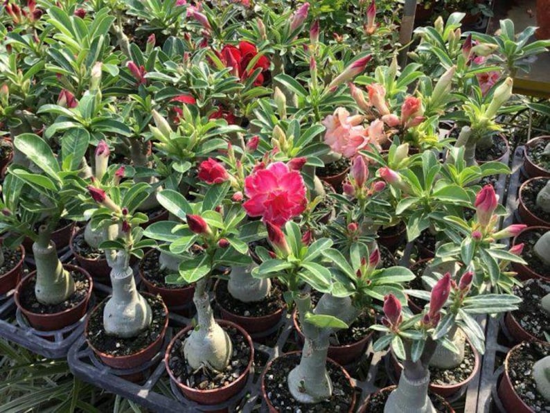 6 Desert Rose Seeds, Desert Rose Flower Seeds DR027 - Etsy