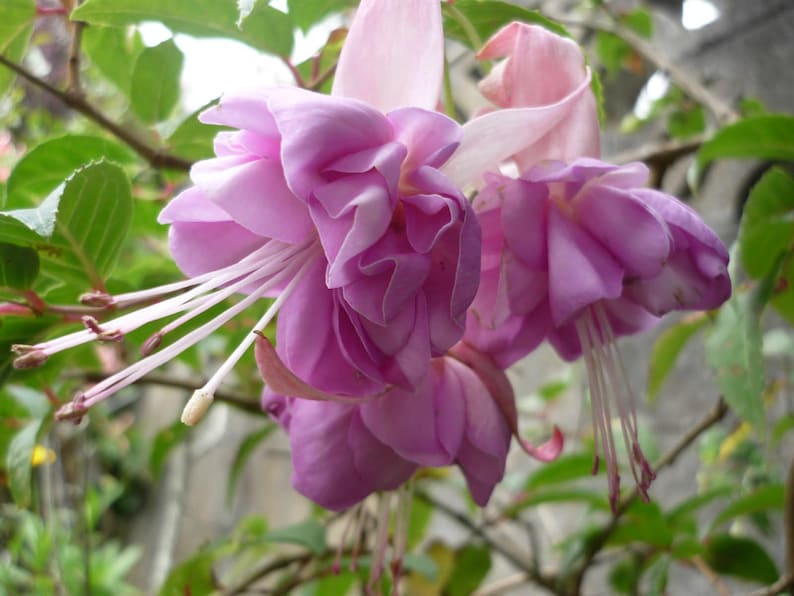 20pcs/pack, Fuschia Seeds Flowers Seeds DG011 - Etsy