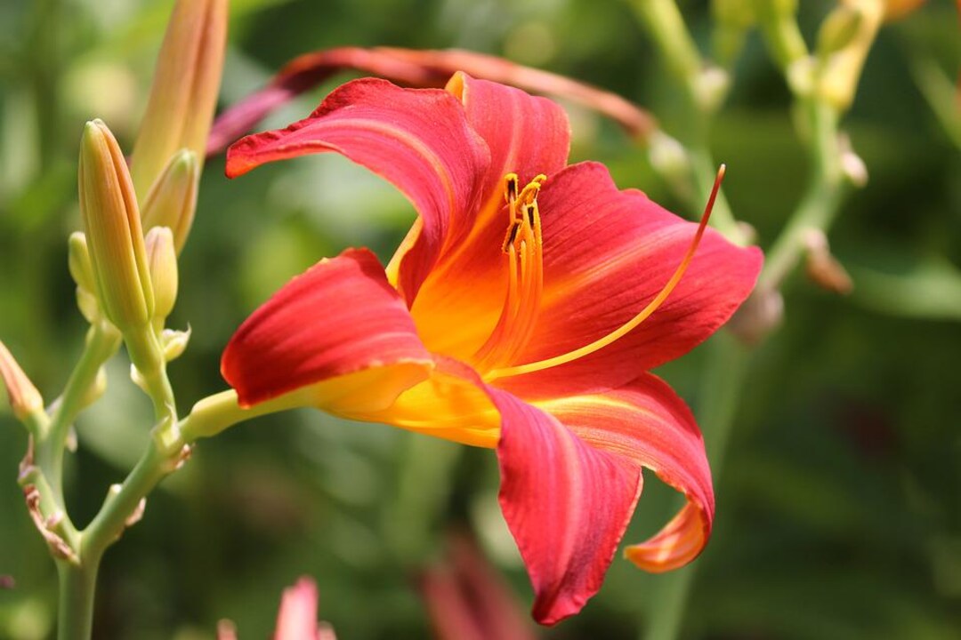 1 Rose Lily Flower Bulb Easy to Grow LL010 - Etsy