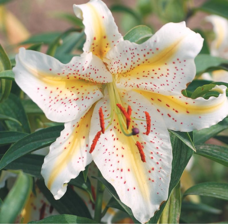 1 Rose Lily Flower Bulb Easy to Grow LL005 - Etsy