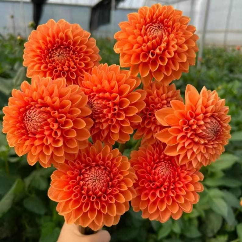20pcs/pack, Dahlia Flower Seeds DF115 - Etsy