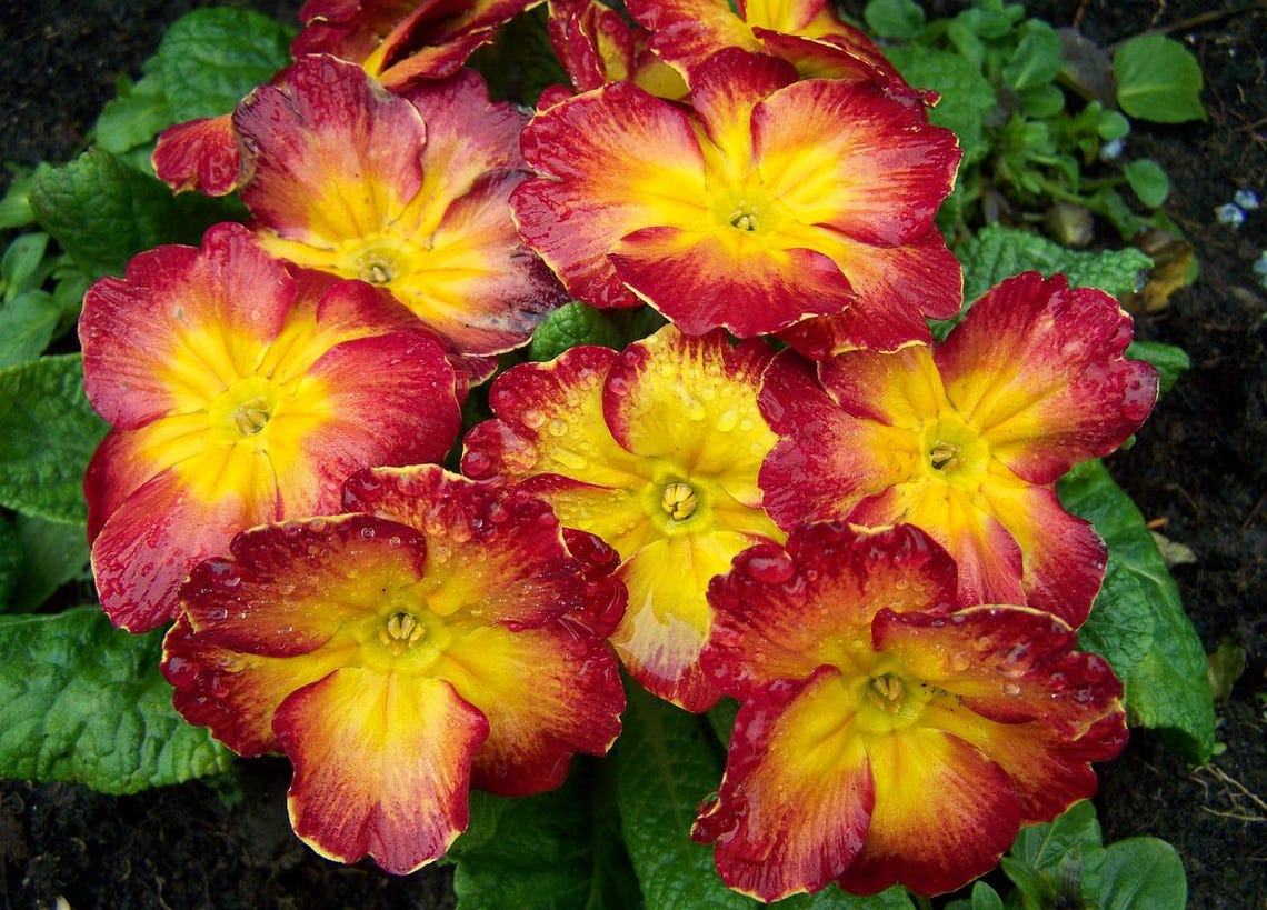 20pcs/pack, English Primrose Primula Vulgaris Flower Seeds EF005 - Etsy