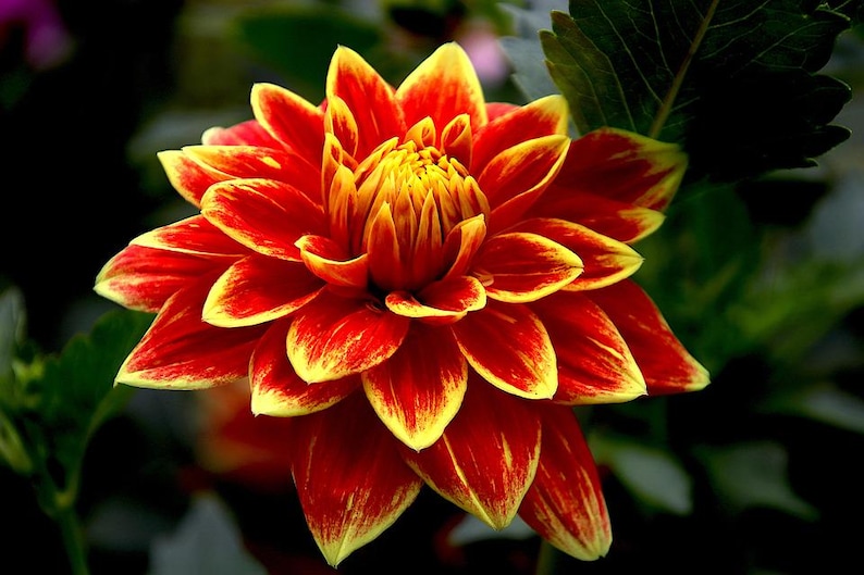 20pcs/pack, Dahlia Flower Seeds DF118 - Etsy