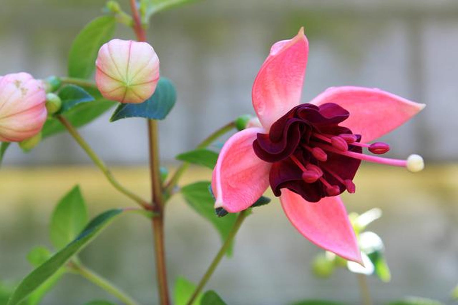 20pcs/pack, Fuschia Seeds Flowers Seeds DG012 - Etsy