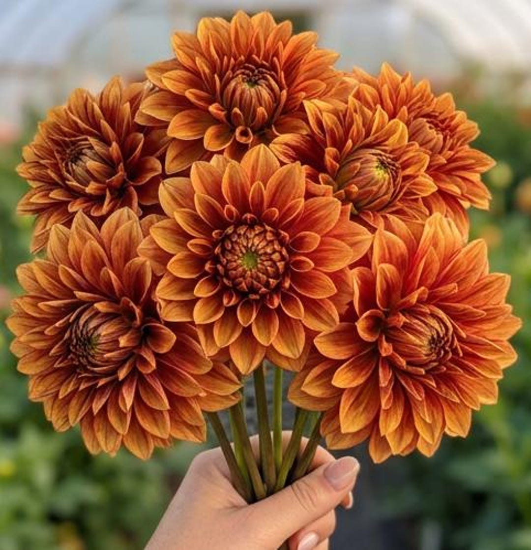 20pcs/pack, Dahlia Flower Seeds DF115 - Etsy