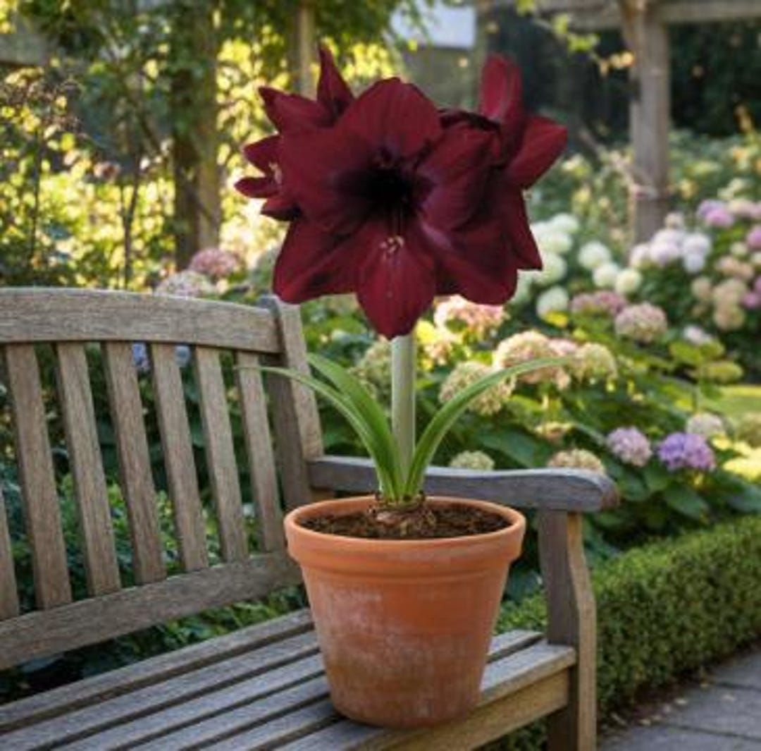 2 Amaryllis Flower Bulbs All Season Flowering Seeds AF331 - Etsy