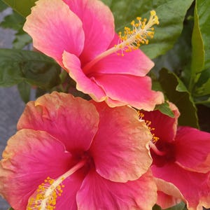 10pcs/pack, Hibiscus Seeds Flowers Seeds HS467 - Etsy