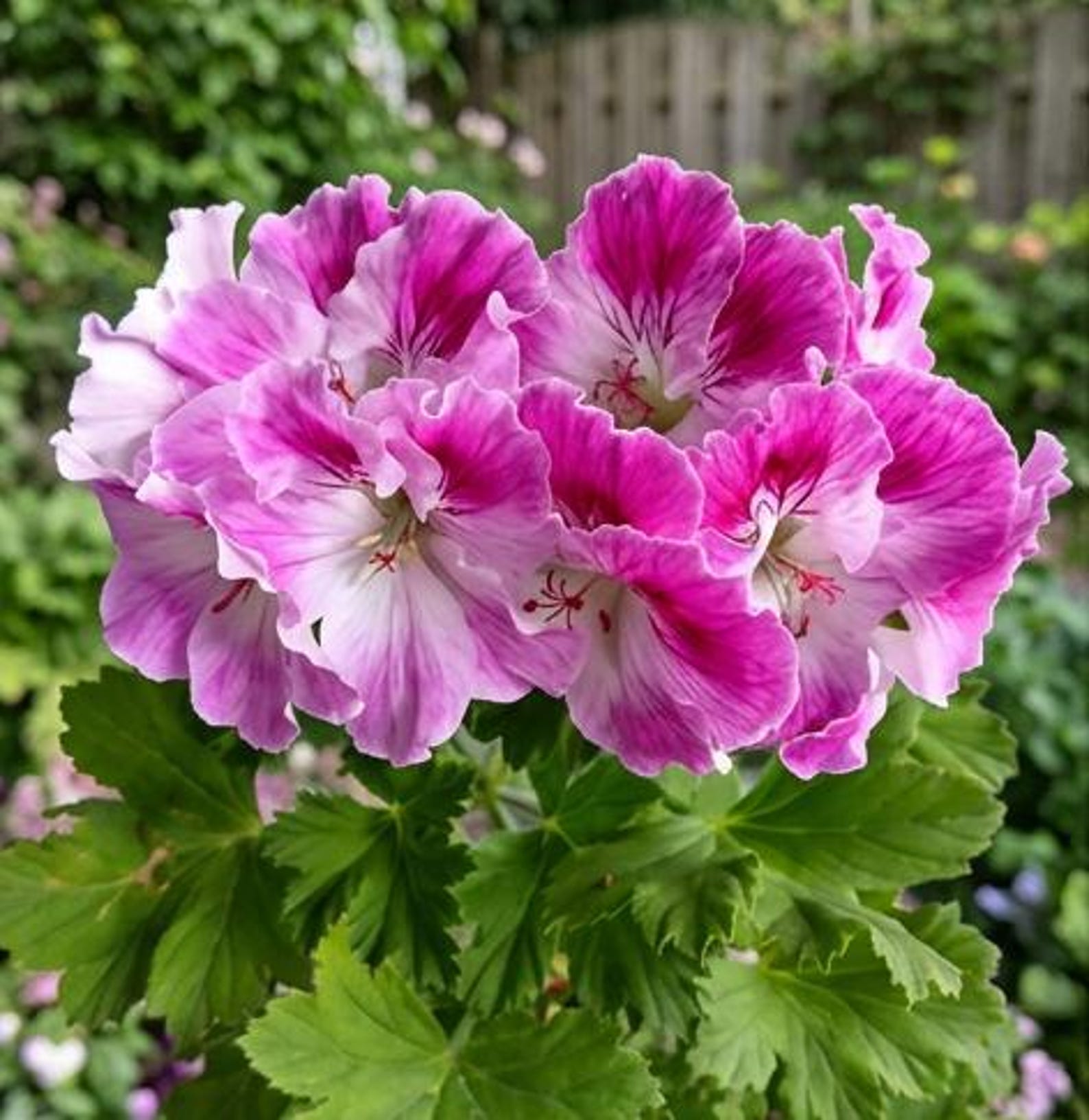 5pcs/pack,geraniums Seeds Flowers Seeds TZF101 - Etsy