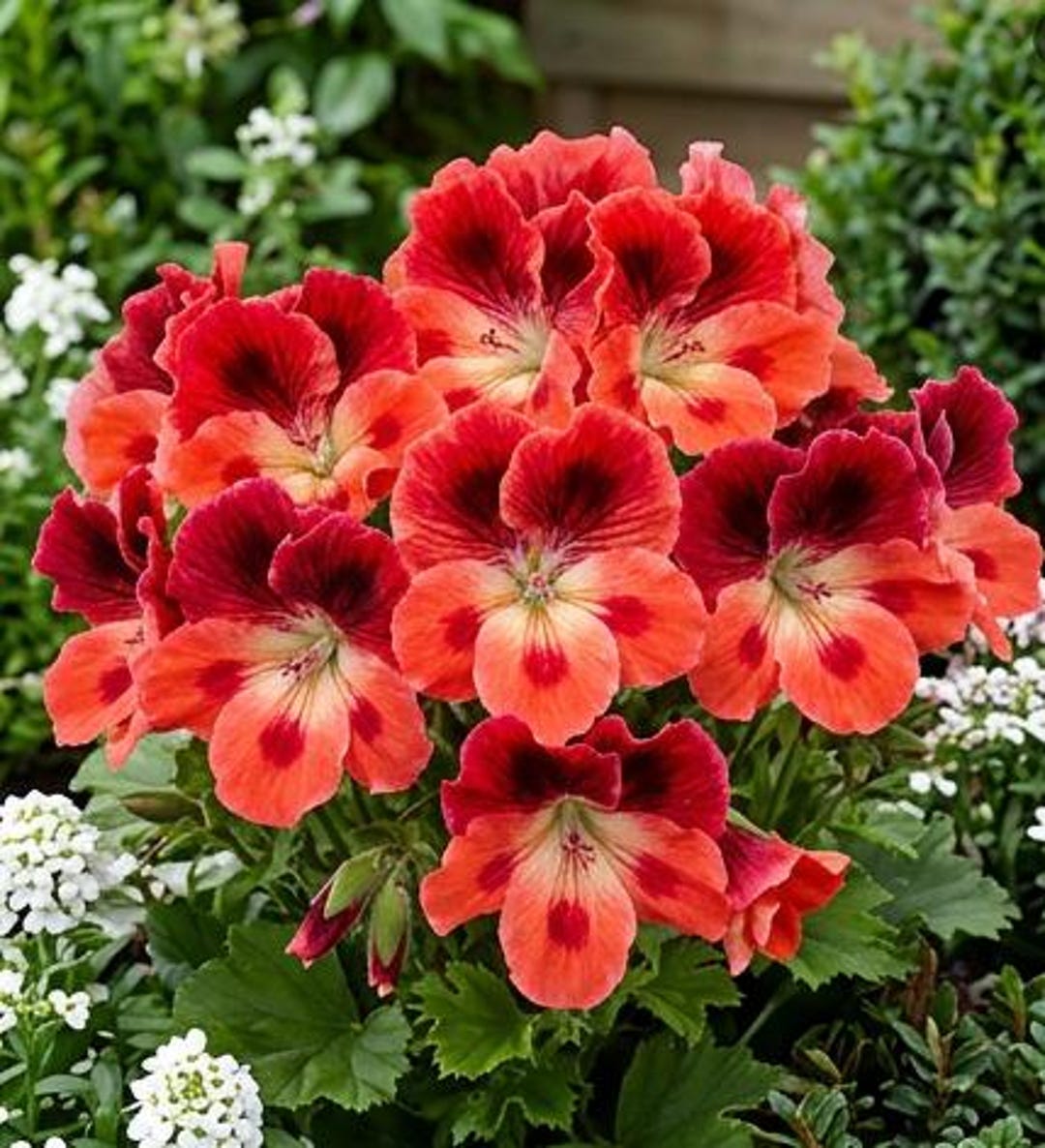 5pcs/pack,geraniums Seeds Flowers Seeds TZF101 - Etsy