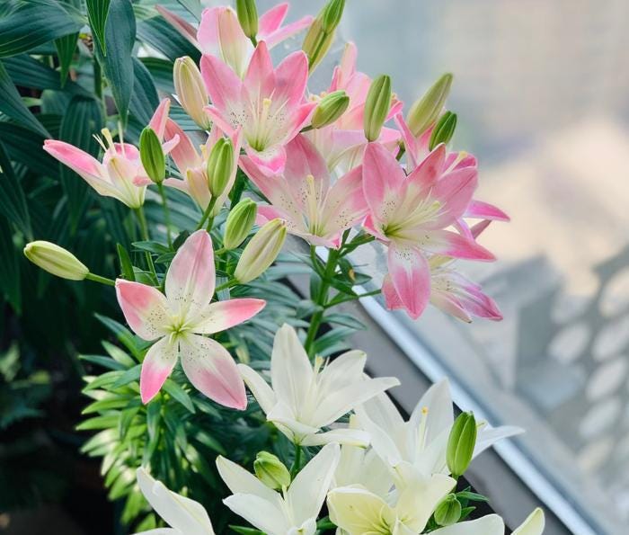1 Rose Lily Flower Bulb Easy to Grow LL011 - Etsy