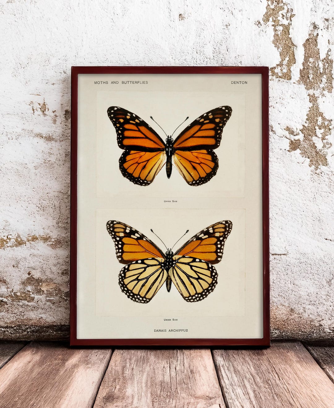 Vintage Monarch Butterfly Print, Botanical Illustration | Nature Decor ...