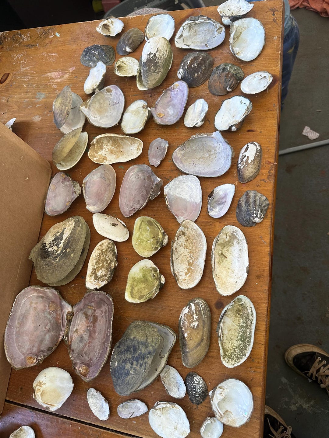 Freshwater Mussel and Clam Shell Lot - Etsy