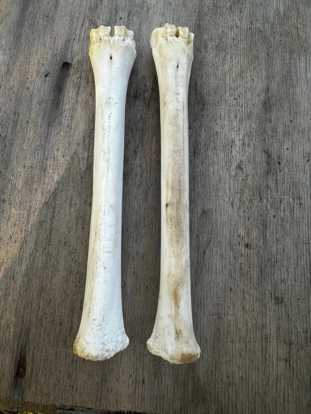 Deer Tibia Bones - Deer Leg Bones - Etsy