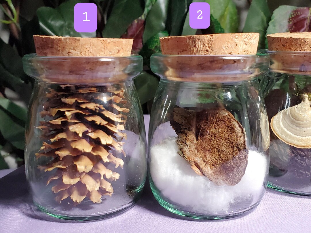 Earth Wild • Oddity Jars • Curio Cabinet • Natural Oddities ...