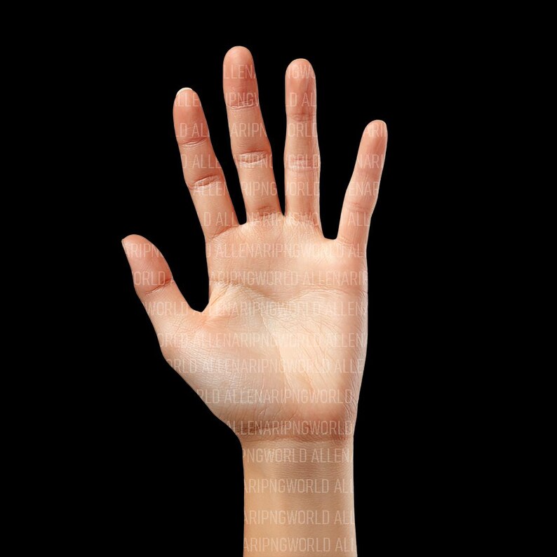 Female Hand PNG Clipart: 23 Light Skin Hand Poses, Isolated Fingers ...