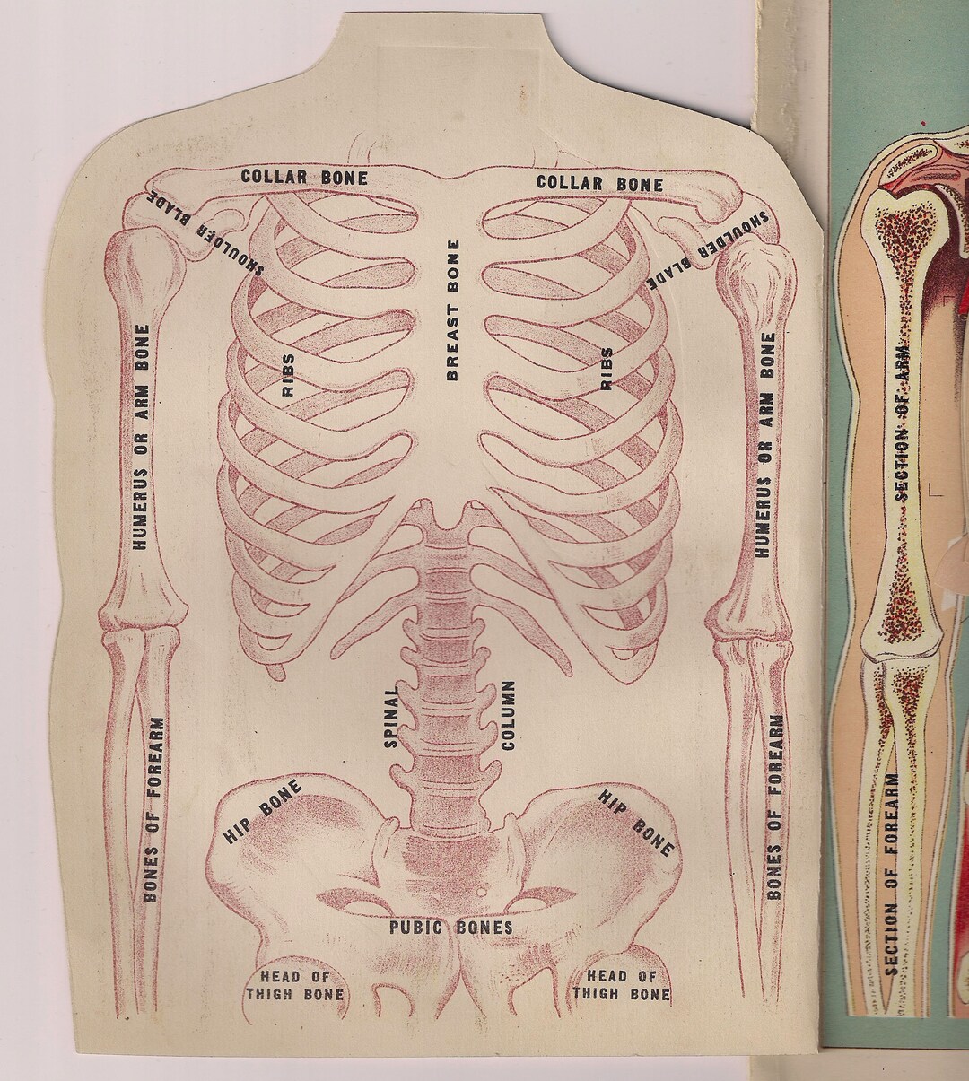 Digital Download 1909 Medical Anatomical Lithographs of Female Upper ...