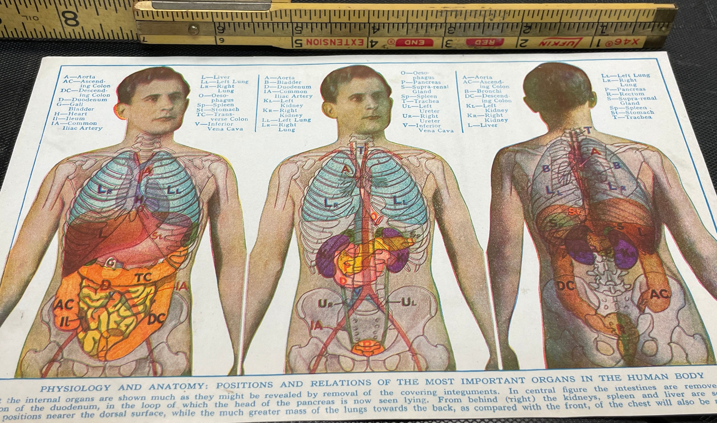 Digital Download 1899 Color, Photo-lithograph, Bookplate, physiology ...