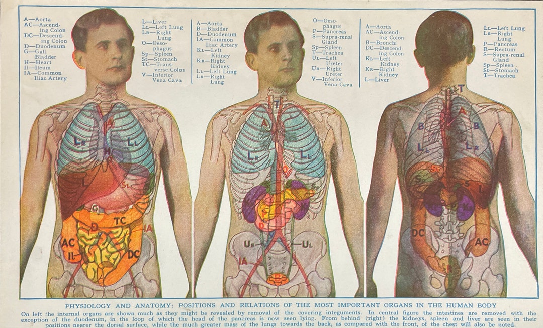 Digital Download 1899 Color, Photo-lithograph, Bookplate, "physiology ...