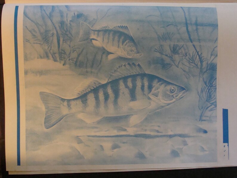 Yellow Perch in Water Advertising Proofs Prints - Etsy