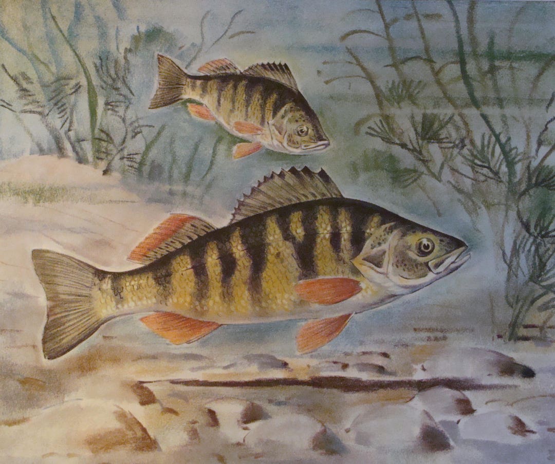 Yellow Perch in Water Advertising Proofs Prints - Etsy
